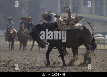 A charro performs the exhibition of the galen at the Hipódromo de Las ...