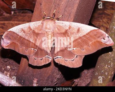 Saturniid moth (family Saturniidae) indeterminate species isolated on a ...