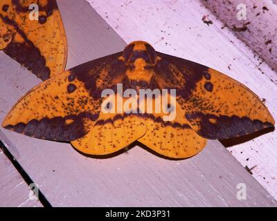 Saturniid moth (family Saturniidae) indeterminate species isolated on a ...