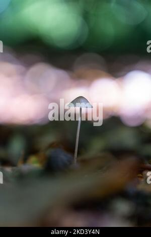 A shallow focus image of death cap washroom Stock Photo - Alamy