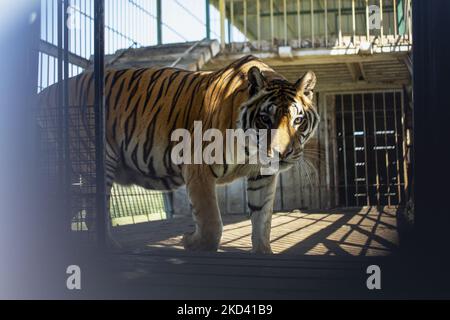 Team member of the global animal welfare organisation FOUR PAWS is ...