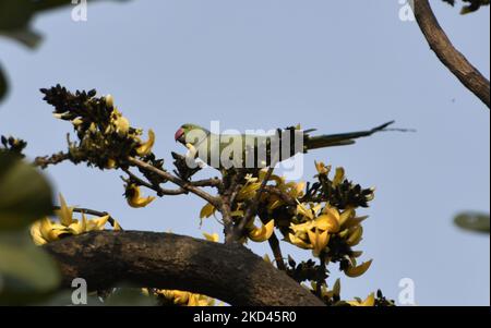 Flame of the Forest Palash parrot tree Stock Photo - Alamy