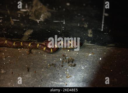 Barred Wolf snake, Lycodon aulicus, Satara, Maharashtra, India Stock ...