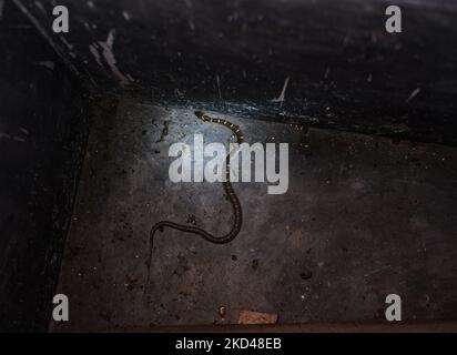 Barred Wolf snake, Lycodon aulicus, Satara, Maharashtra, India Stock ...