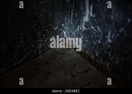 Barred Wolf snake, Lycodon aulicus, Satara, Maharashtra, India Stock ...