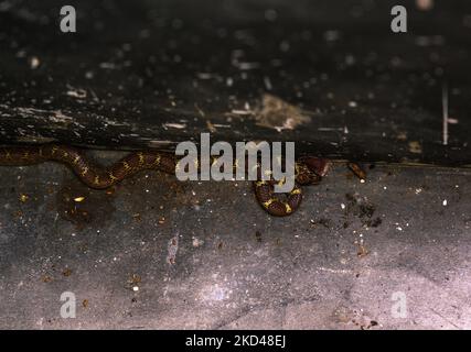 Barred Wolf snake, Lycodon aulicus, Satara, Maharashtra, India Stock ...