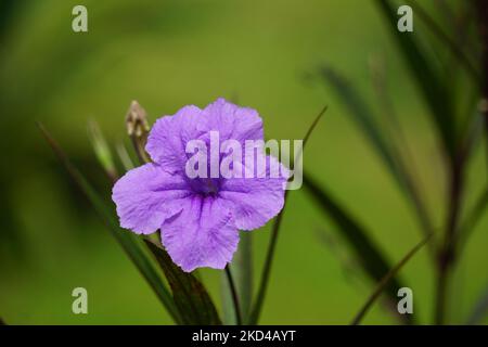 Ruellia simplex (also called kencana ungu, rawelia, rolia, rowlea) with ...
