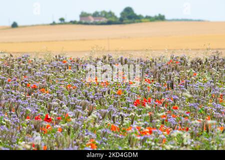 Phacelia tanacetifolia and poppy field in Kent, England, UK Stock Photo ...