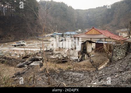 A wildfire burns in the eastern city of Uljin. The fire started in the ...