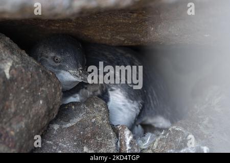 A little blue penguin rests in a nest in Allans Beach in Portobello ...