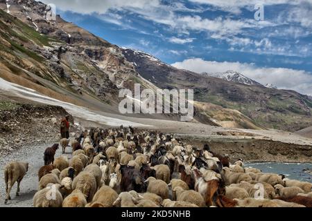 Shepherds lead a large flock of goats and sheep along a mountain road ...