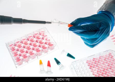 laboratory assistant fills a 96-well plate and microtubes with ...