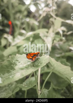 Lesser Dart (Potanthus omaha) skipper butterfly, Bedugul, Bali Stock ...