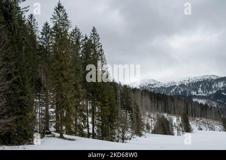 Landscape with forest inside of a Kocieliska Valley in Tatra Mountains ...
