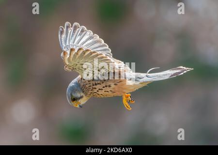 Common kestrel hovering by the cliffs, Yorkshire coast, UK Stock Photo ...