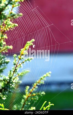 A closeup shot of the cobweb on the branches of a small tree Stock ...