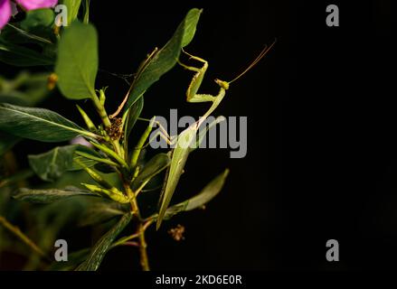 Flower heads; Catharanthus roseus, on water; Shela; Lamu; Kenya Stock ...