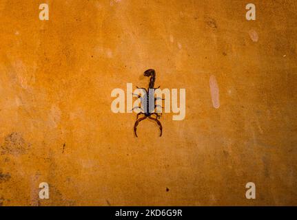 The world's most lethal scorpion, a young Indian red scorpion ...