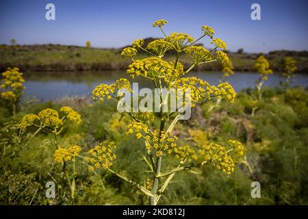 Blooming ferula plants on Sardinia, Italy on April 16, 2022. (Photo by ...