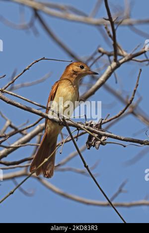 A Rufous Casiornis (Casiornis rufus) perched on a branch. State of Rio ...