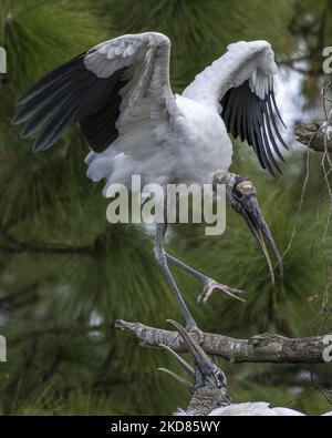 The wood stork (Mycteria americana) is the only native species of stork ...