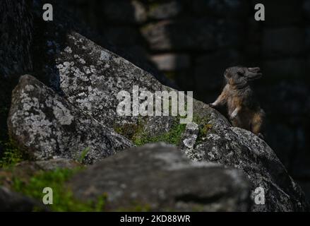 Chinchilla seen in Machu Picchu area in Peru Stock Photo - Alamy