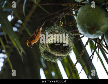 Baya weaver, Ploceus philippinus, retort nests in colony in a palm tree, Rajasthan,India Stock ...