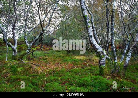 Ancient wet woodland dominated by downy birch trees near Tal-y-Cae ...