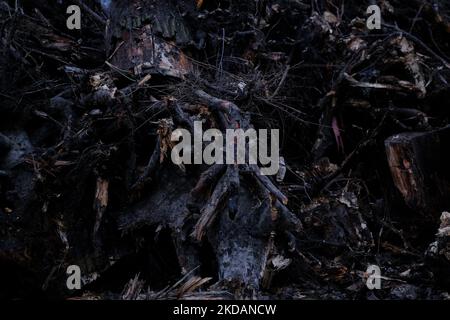 stumps with roots uprooted from the ground Stock Photo - Alamy