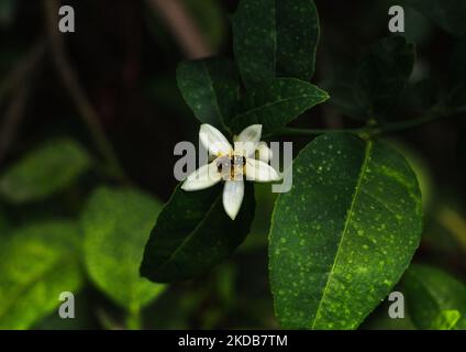 A cosmopolitan bee genus Ceratina (Ceratinidia) female, referred to as ...