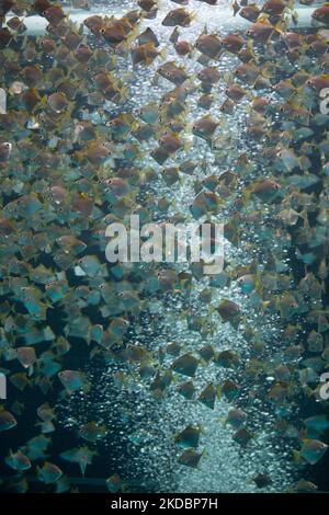 Group of colorful monodactylus argenteus silver moonyfish swim in big ...