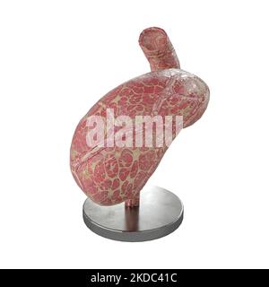 Human stomach anatomical model isolated on white background Stock Photo ...