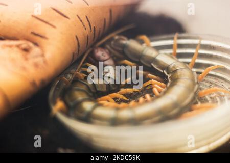 Scolopendra subspinipes japonica. Scolopendra is multi-legged. The bite ...