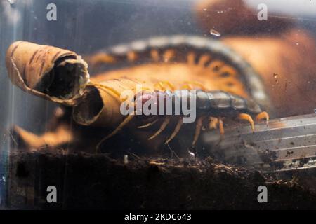 Scolopendra subspinipes japonica. Scolopendra is multi-legged. The bite ...