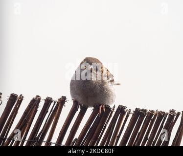 Sparrows on my balcony in summer in Jena Stock Photo - Alamy