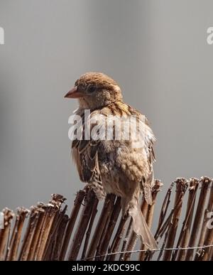 Sparrows on my balcony in summer in Jena Stock Photo - Alamy