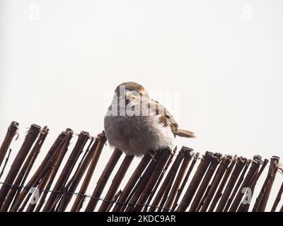 Sparrows on my balcony in summer in Jena Stock Photo - Alamy
