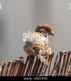 Sparrows on my balcony in summer in Jena Stock Photo - Alamy