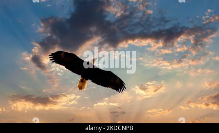 An American Bald Eagle soaring gracefully over a tranquil lake with its wings outstretched Stock ...