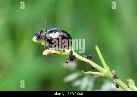 Saint John's Wort Beetle (Chrysolina hyperici Stock Photo - Alamy