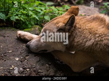 The Himalayan wolf (Canis lupus himalayensis Gray) has been suggested ...