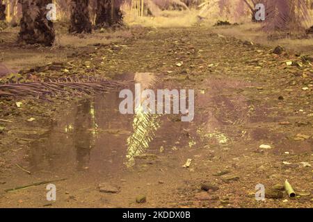 infrared image of the muddy pool of water stagnant on the pathway Stock ...