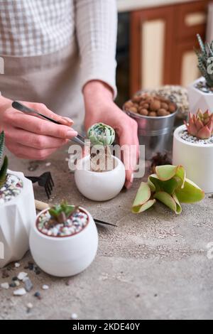 Woman holding Echeveria Succulent rooted cutting Plant with roots ready ...
