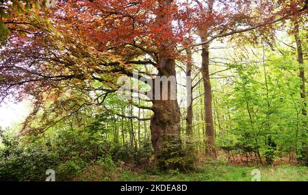 The forest of the Royal Estate De Horsten is worth seeing and has been ...