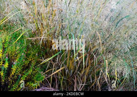 Panic grass, Panicum virgatum, Panicum Thundercloud, Switch Grass ...
