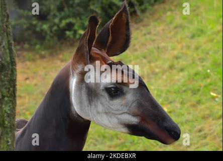 Okapi (head shot Stock Photo - Alamy