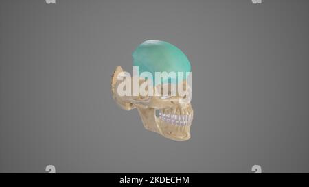 Anatomy of human brain, inferior view Stock Photo - Alamy