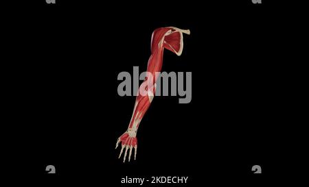 Posterior Muscles of Upper Arm Stock Photo - Alamy