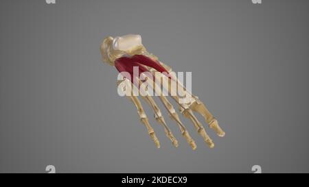 Intrinsic Muscles of Foot Stock Photo - Alamy