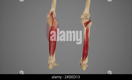 Superficial Posterior Muscles of Lower Leg Stock Photo - Alamy